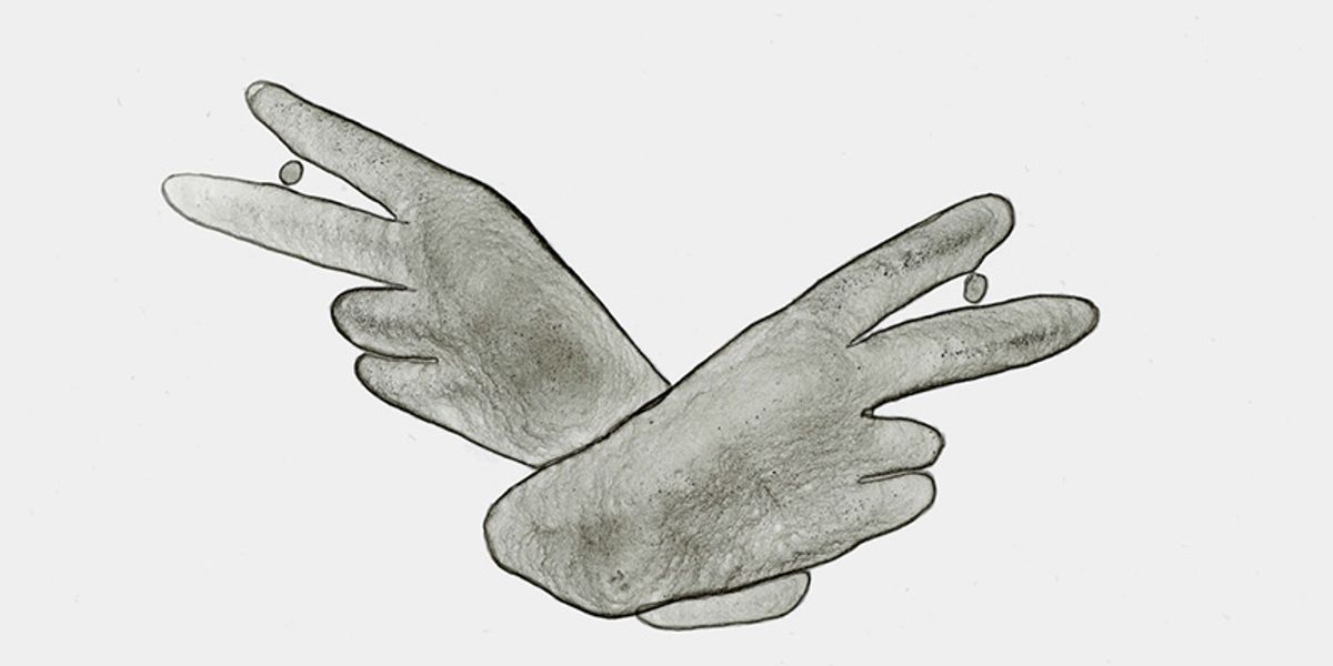 Vasenka ist überall – Republik